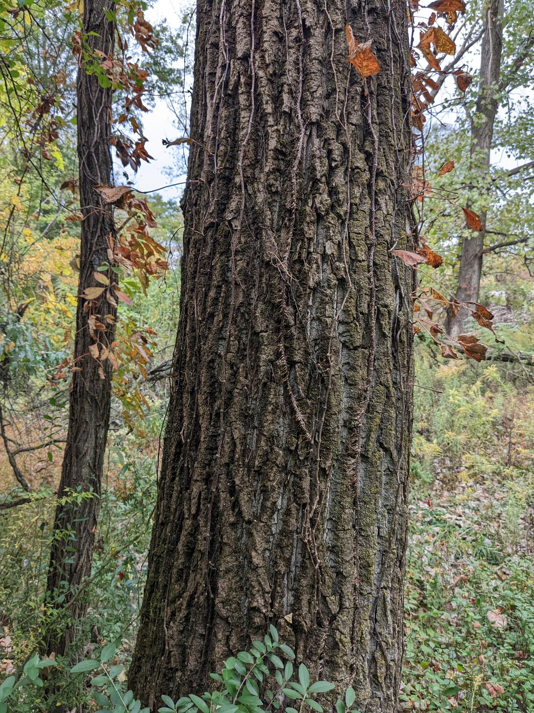 Eastern Cottonwood | CMP Tree Selection Tool